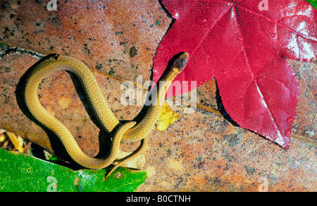 Southeastern Crowned Snake (Tantilla coronata), native to the Florida ...