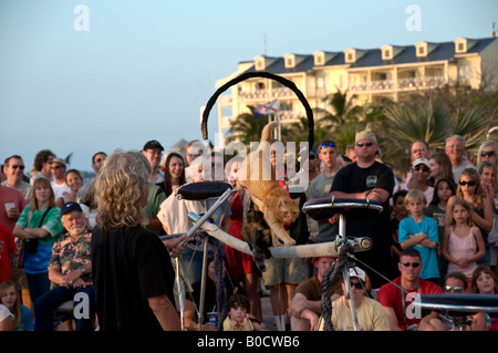 Key West Sunset Celebration with The Catman and his trained cats Stock ...
