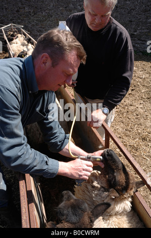 Farmer administering medication to sheep Marloes Pembrokeshire Wales UK ...