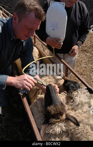Farmer administering medication to sheep Marloes Pembrokeshire Wales UK ...