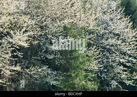 BLOOMING APPLE TREES AND FIRS ALSACE FRANCE Stock Photo - Alamy