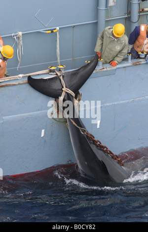 The Japanese whaling fleet ship 'Kyo Maru ' fires harpoon at minke ...