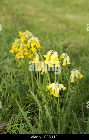 Cowslip flowers Hampshire England Stock Photo - Alamy