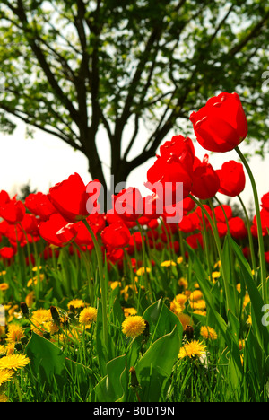 Pattern of yellow meadow dandelions blossoms. Flowers summer symbol ...