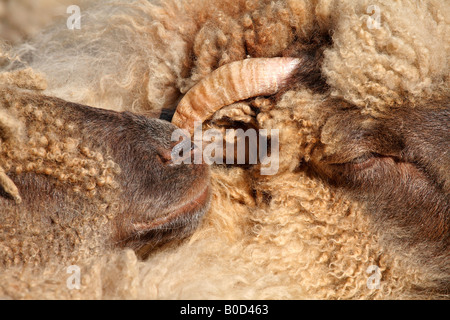 LATXA SHEEP WHERE COMES IDIAZABAL CHEESE BILBAO BIZKAIA BASQUE COUNTRY ...