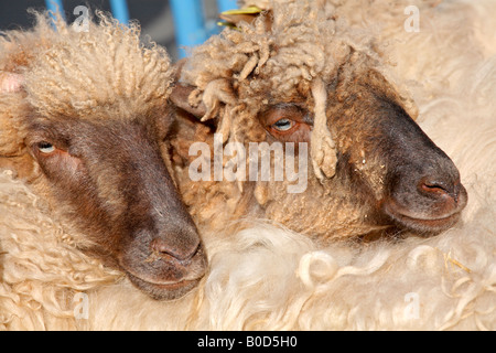 LATXA SHEEP WHERE COMES IDIAZABAL CHEESE BILBAO BIZKAIA BASQUE Stock ...