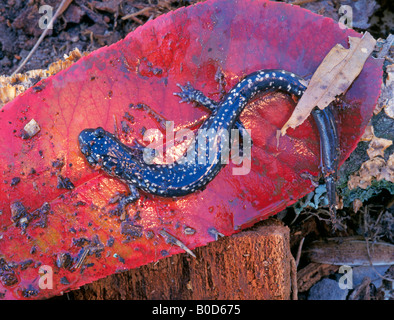 Western Slimy Salamander (Plethodon albagula) Amphibia Stock Photo - Alamy