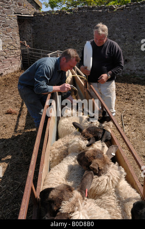 Farmer administering medication to sheep Marloes Pembrokeshire Wales UK ...