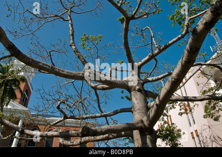 the kapok tree key west florida usa Stock Photo - Alamy