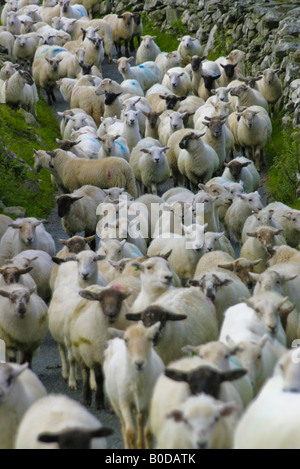 Welsh country lane Stock Photo - Alamy