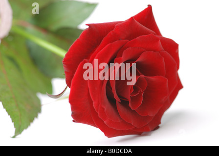Macro image of dark red rose with water droplets. Extreme close-up with ...