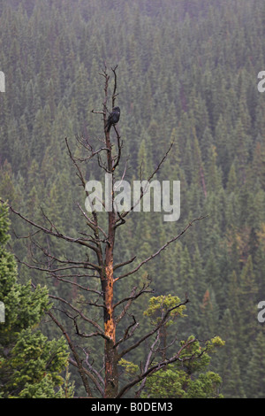 crow perched in tree autumn Stock Photo - Alamy