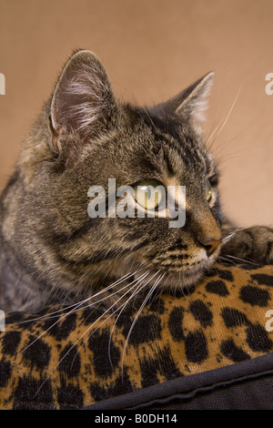 Manx Tabby Cat Portrait Stock Photo - Alamy