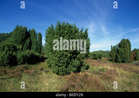 Juniper (Juniperus communis) growing on a old rock with a plain white ...
