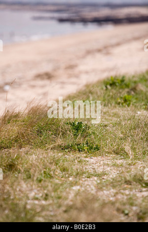 Grass, beach huts, sea and distant wind turbines, Herne Bay, Kent, UK ...