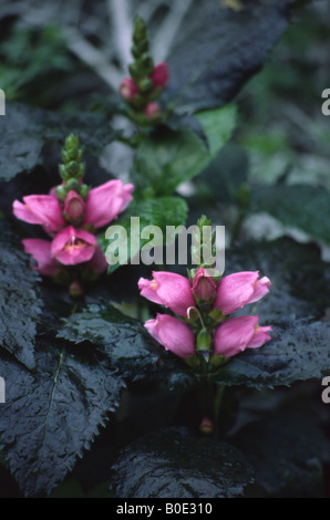 Purple Turtlehead Flower Stock Photo - Alamy