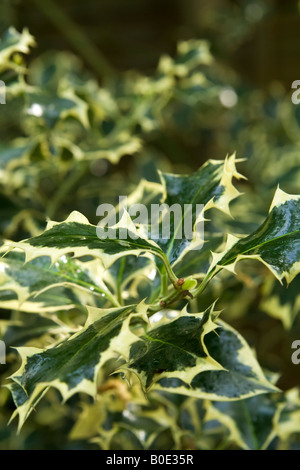 Variegated holly (Ilex variegata), UK Stock Photo - Alamy
