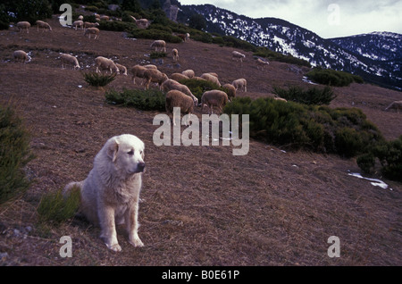 Pyrenean Mountain Dog - Protecting sheep - Pyrenees - France Stock ...