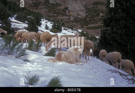 Pyrenean Mountain Dog - Protecting sheep - Pyrenees - France Stock ...