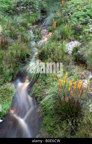 A stream in Tsitsikamma National Park, South Africa Stock Photo - Alamy