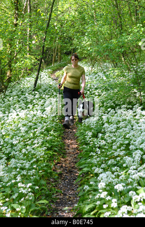 Woman walking her dog through Wild Garlic in Shropshire woodland Stock ...