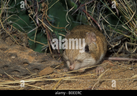 Kangaroo Rat (Dipodomys spp) Arizona - USA - In burrow entrance Stock ...