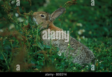 European rabbit, Common rabbit, Bunny, Oryctolagus cuniculus sitting on ...