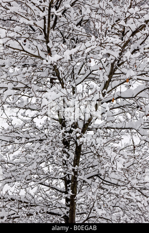snow covered trees in winter forest. overcast day with loads of snow ...