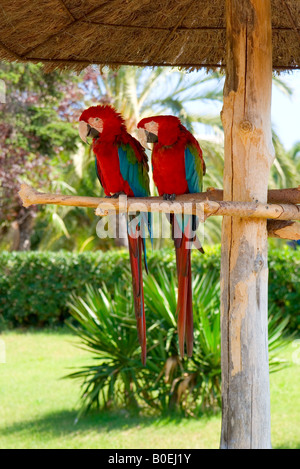 Two cute red macaw parrots perched on a wooden plant next to each other ...
