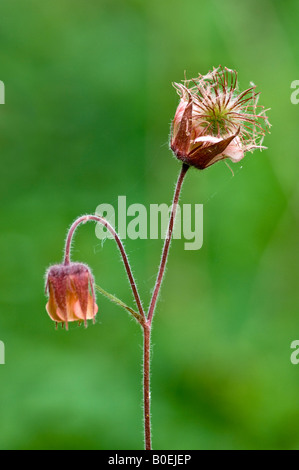 Water avens (Geum rivale), marsh carnation root, shore carnation root ...