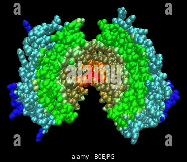 3D computer generated molecular model of human insulin monomeric form ...