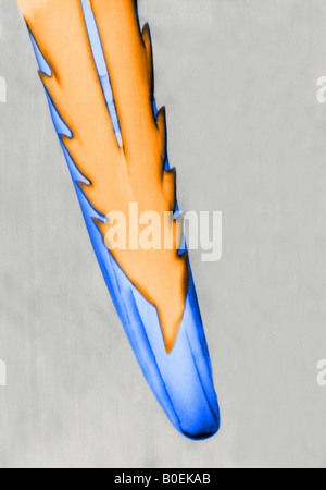 Microscope image of a worker honey bee sting on a white background ...