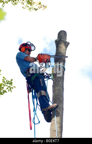 Tree surgeon working in protective gear, using climbing ropes for ...