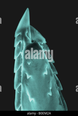 scanning electron microscope image of a honey bee stinger showing its ...