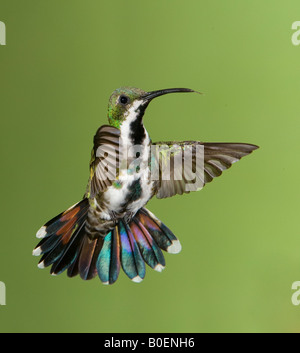 Female green-breasted mango hummingbird hovering Stock Photo - Alamy