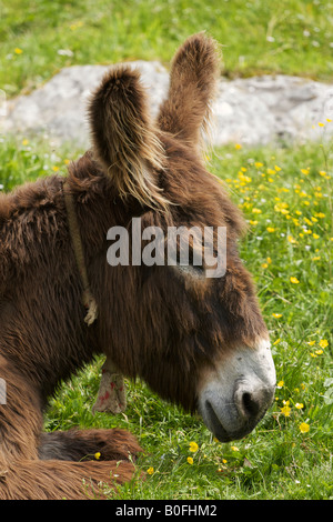 Close up of Spanish donkey Stock Photo - Alamy