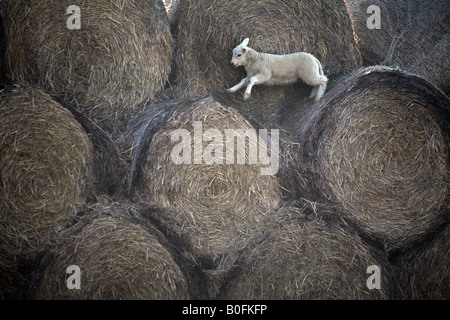 A SPRING LAMB LEAPING ACROSS HAY BALES AT SUNSET IN STEEPLE BUMPSTEAD ...