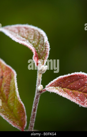 frost on leaves winter cornwall Stock Photo - Alamy