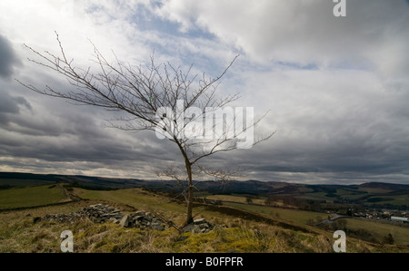 Windswept rowan tree Sorbus aucuparia on top of Selkirk Hill Stock ...