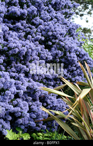 Lilac bush in the garden. Spring floral background Stock Photo - Alamy