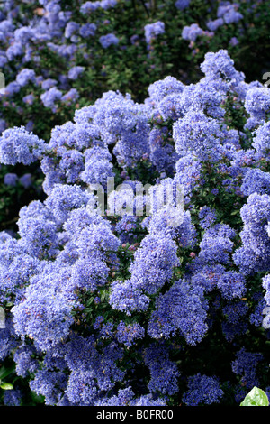 CEANOTHUS CONCHA AGM Stock Photo - Alamy