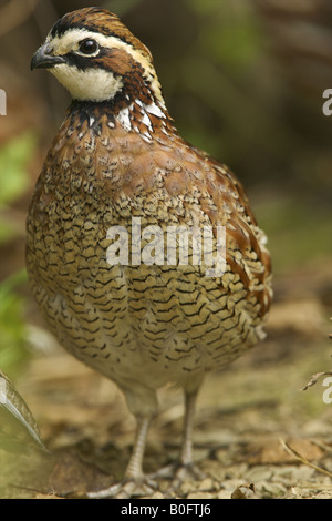 Northern Bobwhite or Virginia quail (Colinus virginianus) with covey of ...