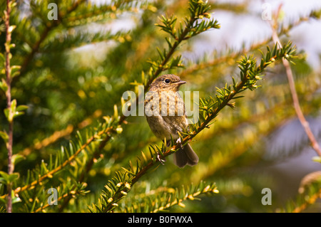 Fledgling European Robin Stock Photo - Alamy
