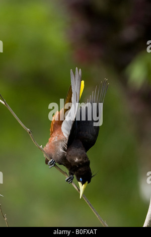A tropical Crested Oropendola, Psarocolius decumanus, perches on branch ...