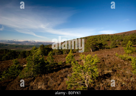 Native Pinewood, Invereshie and Inshriach national Nature reserve ...