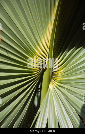 Cabbage palm Sabal palmetto frond in oak woodland. Myakka River Stock ...