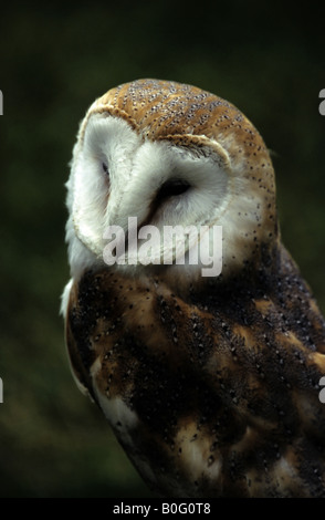 Irish barn owl Stock Photo - Alamy