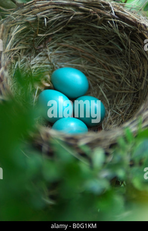 Eastern Bluebird, Sialia sialis, in North Carolina in November Stock ...