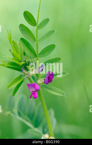 Common vetch, Vicia sativa, wild flowers, Sussex, UK, May Stock Photo ...