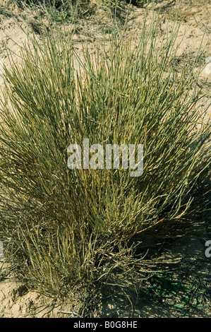 Ephedra sinensis known as Ma Huang in Chinese medicine It contains ...